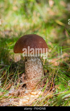 Red cap boletus mushroom in the forest Stock Photo - Alamy