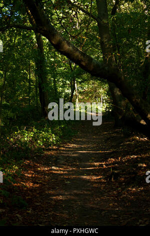 remote tunnel path through nature Stock Photo - Alamy