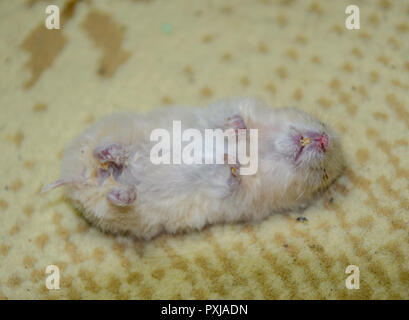 Dead hamster lying on the carpet. The dead home rodent hamster Stock ...