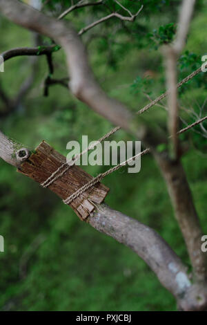 tree branch supports Japan Stock Photo - Alamy