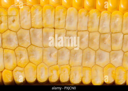 internal structure of the cob of corn, cut into half Stock Photo - Alamy