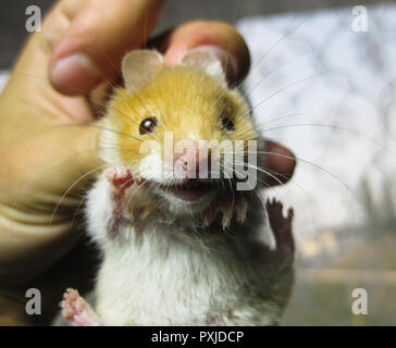Hamster in hand. Hamster hold the scruff. Hamster held with fingers ...
