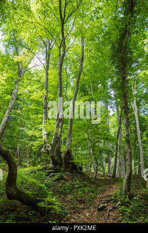 green forest background in a sunny Stock Photo - Alamy