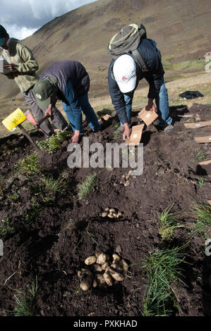 The CIP, the International Potato Center with headquarters in Lima is ...