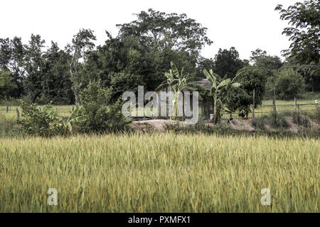 Thailand Asien Reisfeld Landwirtschaft Feld Felder Agrarwirtschaft ...