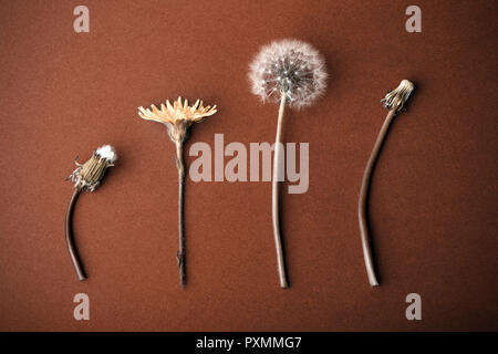 Dandelion flower. The life cycle of a dandelion. Stages of development ...