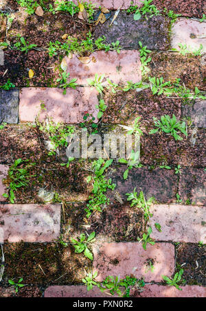 Weeds growing between bricks Stock Photo - Alamy