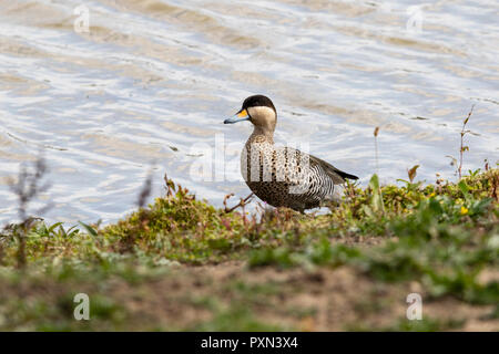 Silver Teal, (Spatula versicolor), adult with ducklings, Costanera Sur ...