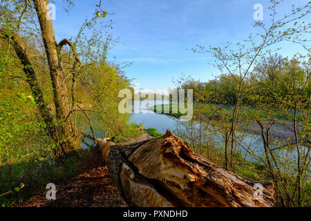Beaver bite marks on tree trunk and water and trees in forest in ...