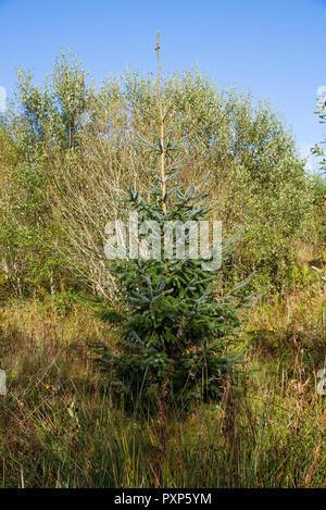 Co Fermanagh Lough Navar Forest Drive view over Lower Lough Erne Stock ...