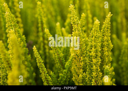 Calluna vulgaris 'Sidney' Skyline series Stock Photo - Alamy