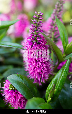 Hebe ADDENDA Stock Photo - Alamy