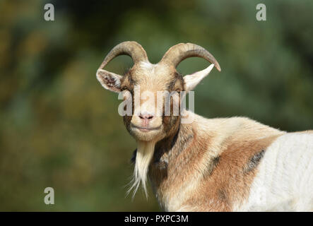 A happy billy goat smiling Stock Photo - Alamy