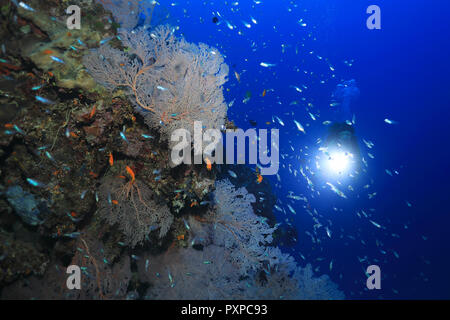 Beautiful Corals underwater in the Great Barrier Reef of Australia ...