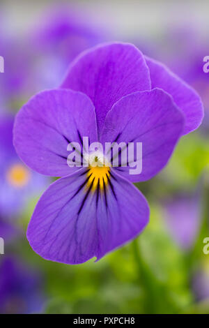 Viola 'Trailing Blue' Stock Photo - Alamy