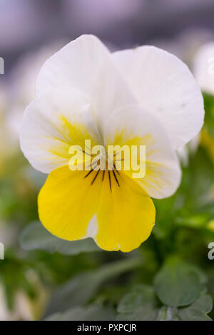 Viola 'Trailing Cream Yellow Lip' Stock Photo - Alamy