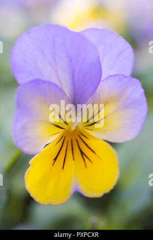 Viola 'Trailing Blue' Stock Photo - Alamy
