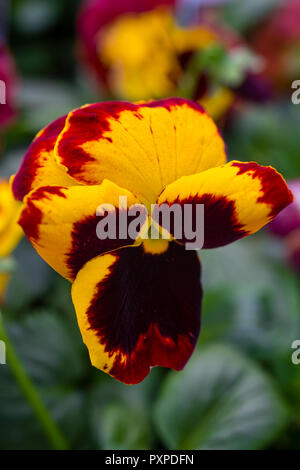 Pansy " Fire Stock Photo - Alamy