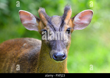 Reeve's Muntjac Deer pictured in Elveden Forest, Suffolk. Close up of ...