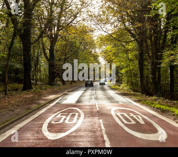 Classic forest drives in a Landrover Defender. Forest of Dean ...