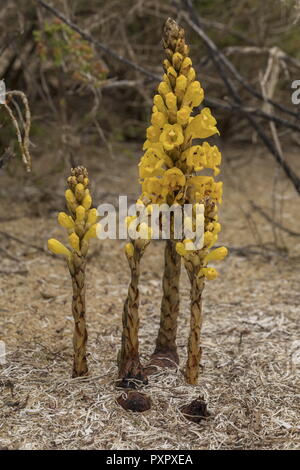 Yellow broomrape (Cistanche phelypaea) is a parasitic plant native to ...