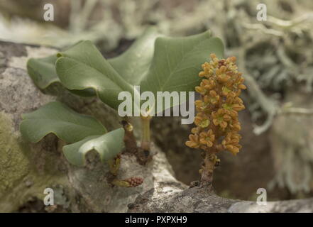 Male flowers of Carob tree, Ceratonia siliqua, growing straight from ...