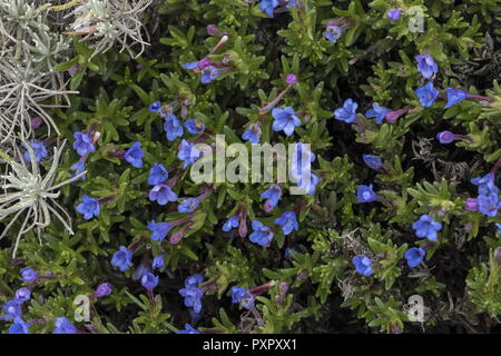 A Blue Gromwell, Glandora prostrata subsp. lusitanica (formerly ...