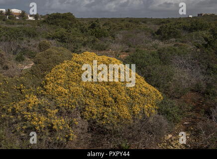 A dwarf 'hedgehog' gorse, Ulex argenteus subsp. erinaceus, on Cape St ...