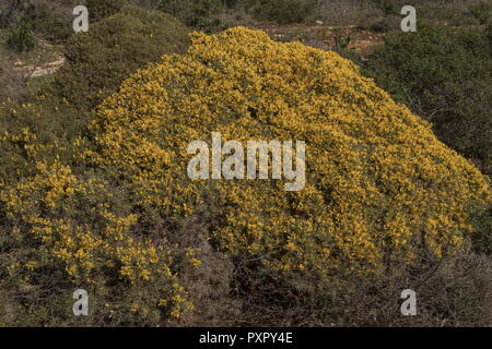 A dwarf 'hedgehog' gorse, Ulex argenteus subsp. erinaceus, on Cape St ...