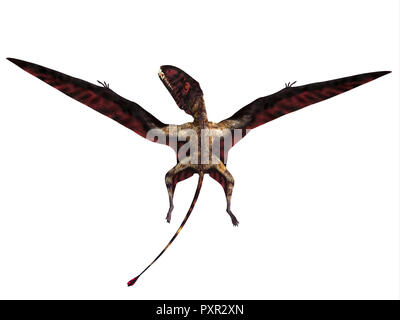 Dimorphodon macronyx, a prehistoric era pterosaur from the early Stock ...