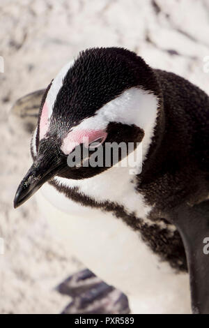 A closeup shot of an African penguin (Spheniscus demersus) with a ...