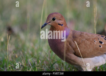 Portrait of a zenaida dove (zenaida aurita) on the beach Stock Photo ...