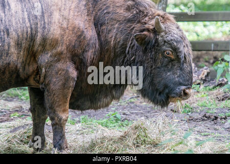 Zubron (Bos taurus x Bison bonasus), crossbreed of domestic cattle and ...