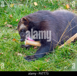 Brown bear eating deer head standing in green meadow looking down from ...