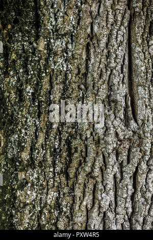 Rinde eines Eichenbaumes, Nahaufnahme, Bark of an oak tree, close-up, English Oak, Quercus Robur ...