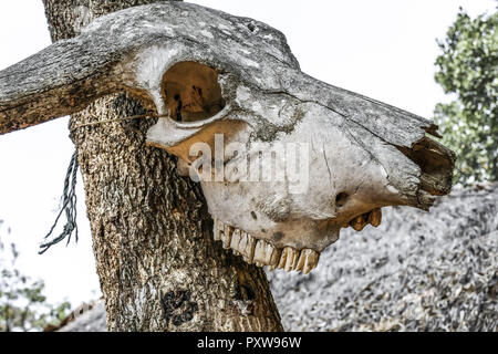 Buffalo Skull, Hill Tribes Village Stock Photo - Alamy