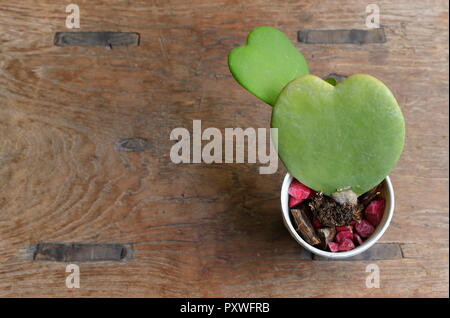 Closeup hoya kerrii or sweetheart tree or sometimes called lucky heart ...