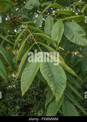 A Japanese walnut (Juglans ailantifolia): fruiting tree branch with ...