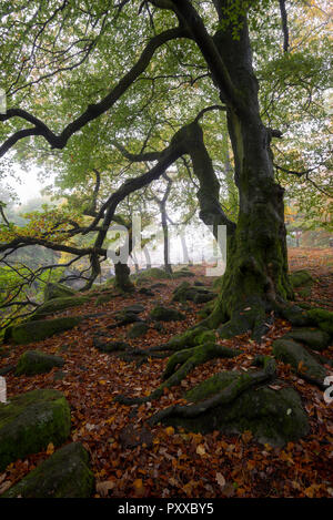 Padley Gorge on a misty morning in November. A beautiful wooded valley ...