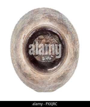 Egg of stick insects - Myronides sp Stock Photo - Alamy