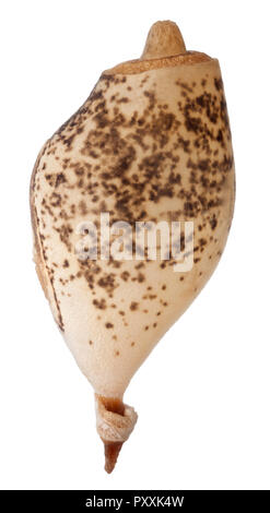 Egg of stick insects - Asceles sp Stock Photo - Alamy