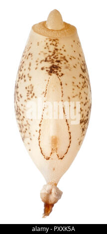 Egg of stick insects - Asceles sp Stock Photo - Alamy