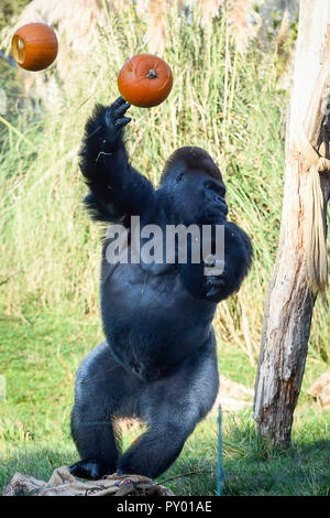 Western Lowland Gorilla. Male. Seen in BioPark Zoo, Albuquerque, New ...