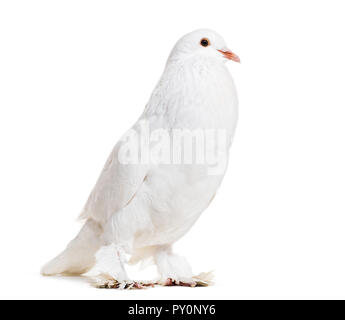 Ghent Cropper, a fancy pigeon, against white background Stock Photo - Alamy