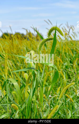 New York, NY, USA: Grass growing through a checkerboard pattern of ...