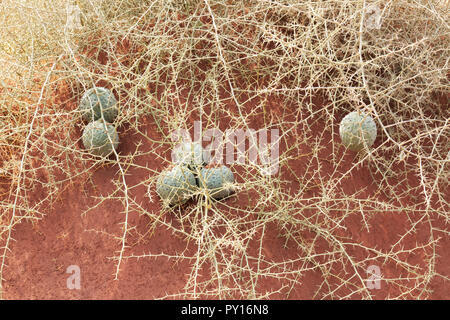 Nara plant, Acanthosicyos horridus, in flower, Namibia Stock Photo - Alamy