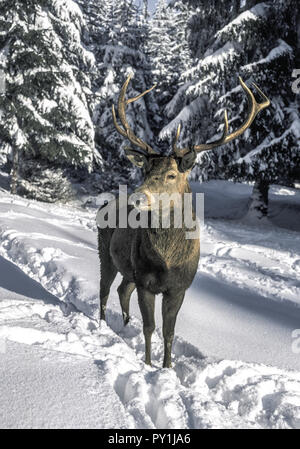Rothirsch im Winter Stock Photo - Alamy