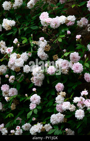 rosa phyllis bide,rose phyllis bide,flower,white, rambler,rambling ...