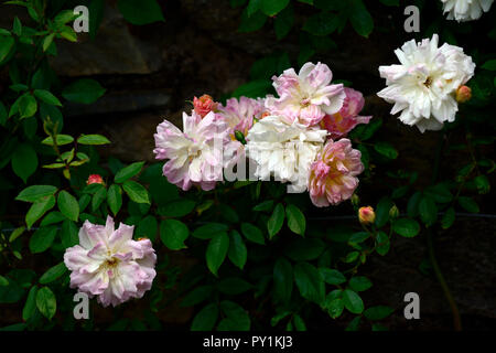 rosa phyllis bide,rose phyllis bide,flower,white, rambler,rambling ...