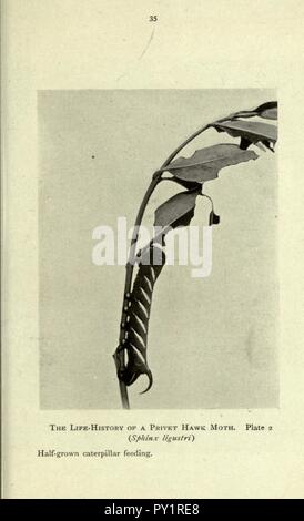 Butterflies and moths at home (Page 35 Stock Photo - Alamy